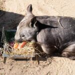 Melbourne: Murray River Paddle Steamer, Wildlife & Silo Art - Practical Details and Tips