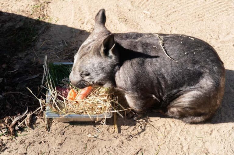 Melbourne: Murray River Paddle Steamer, Wildlife & Silo Art - Practical Details and Tips
