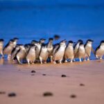 Melbourne: Phillip Island Penguin Parade Watching Day Tour - Marveling at Coastal Beauty and Wildlife at The Nobbies