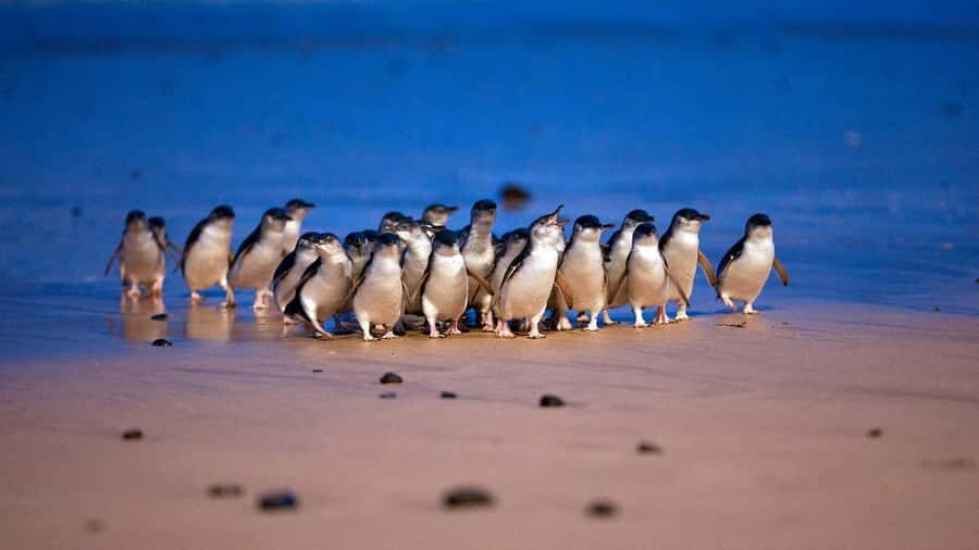 Melbourne: Phillip Island Penguin Parade Watching Day Tour - Marveling at Coastal Beauty and Wildlife at The Nobbies