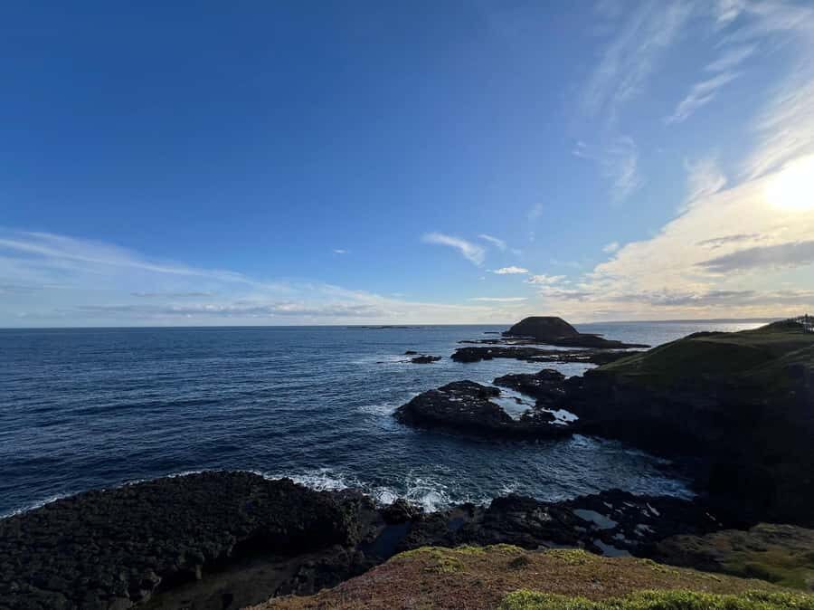 Melbourne: Phillip Island Private Tour, Penguin and Koala - Koalas in Their Element at the Conservation Reserve