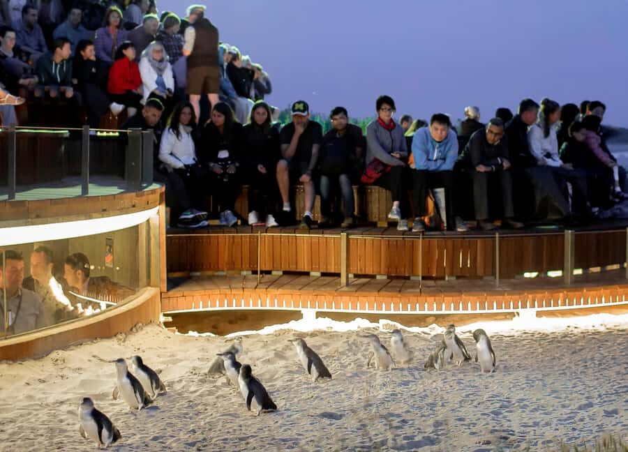 Melbourne: Phillip Island Private Tour with Penguin Parade - From Melbourne to Phillip Island: Seamless Transfer