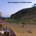 Melbourne: Private Phillip Island Penguin Parade Tour - An In-Depth Look at the Tour