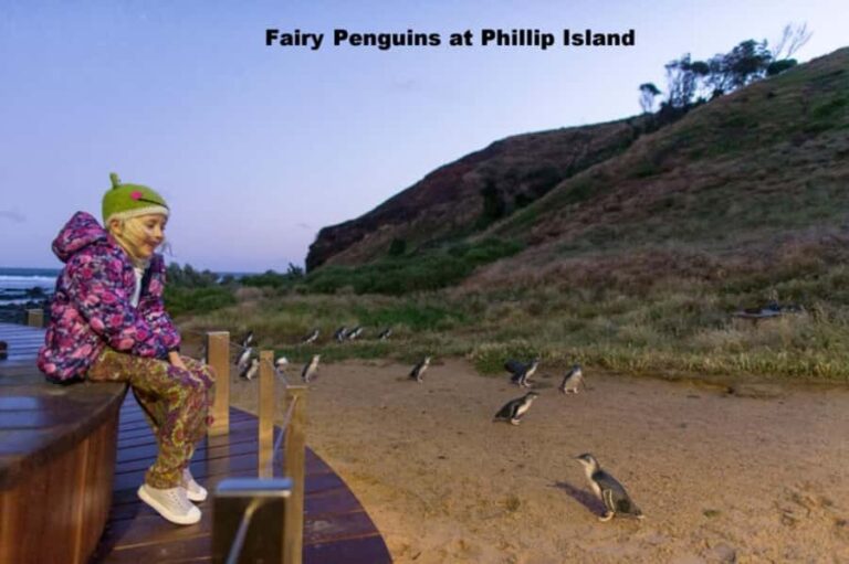 Melbourne: Private Phillip Island Penguin Parade Tour - An In-Depth Look at the Tour