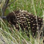 Melbourne: Private Phillip Island Penguin Parade Tours - What Makes This Tour Special