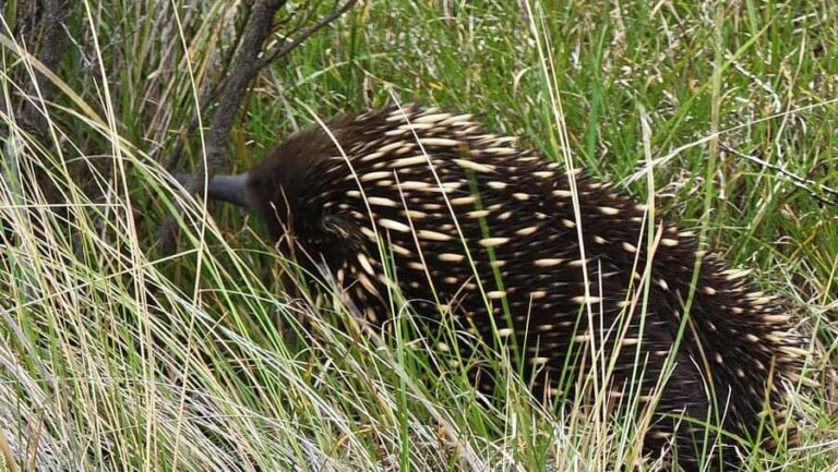 Melbourne: Private Phillip Island Penguin Parade Tours - What Makes This Tour Special