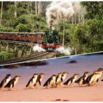 Melbourne: Puffing Billy Railway & Penguin Parade Day Tour - An In-Depth Look at the Tour