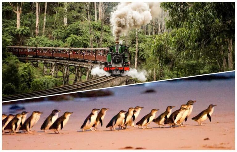 Melbourne: Puffing Billy Railway & Penguin Parade Day Tour - An In-Depth Look at the Tour