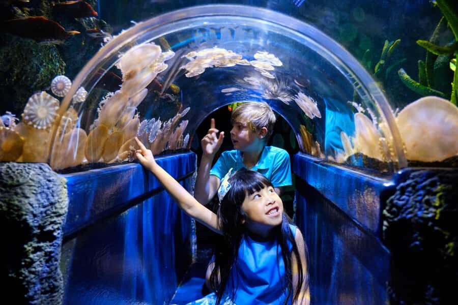 Melbourne: SEA LIFE Aquarium Entrance Ticket - An In-Depth Look at the Experience