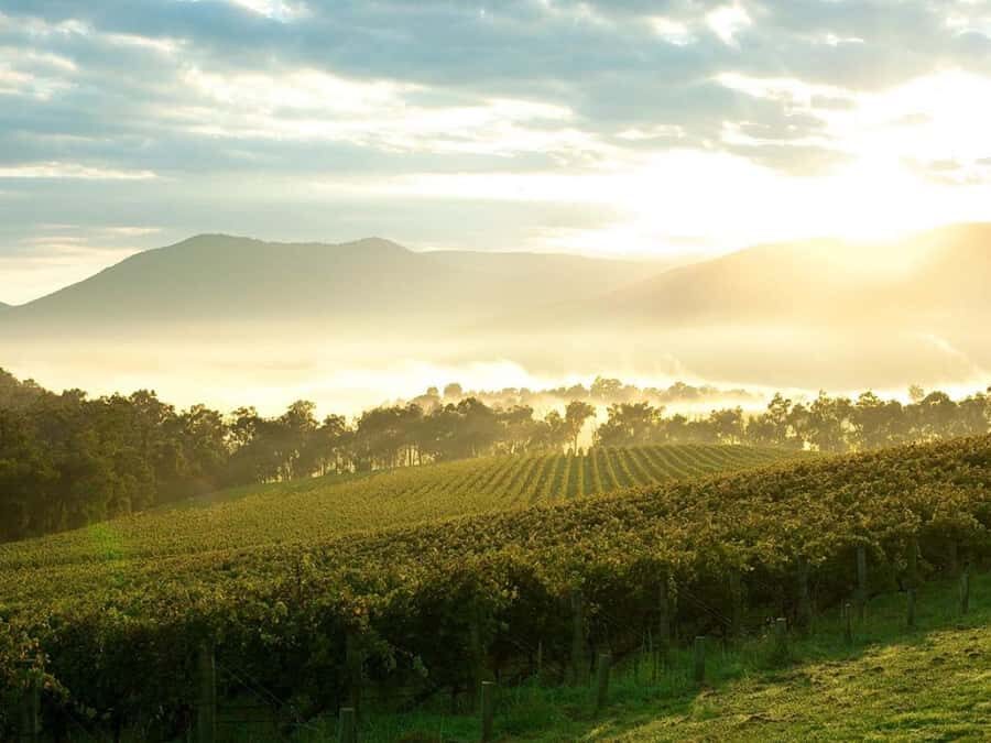 Melbourne: Yarra Valley Wineries Private Day Tour - Breaking Down the Itinerary
