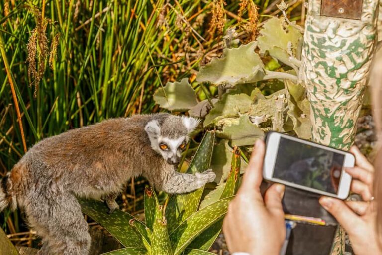 Melbourne Zoo: 1-Day Entry Ticket - The Highlights: Animal Encounters & Exhibits