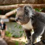 Melbourne Zoo: Australian Wildlife Experience Ticket - Melbourne Zoo: Australian Wildlife Experience Ticket Review