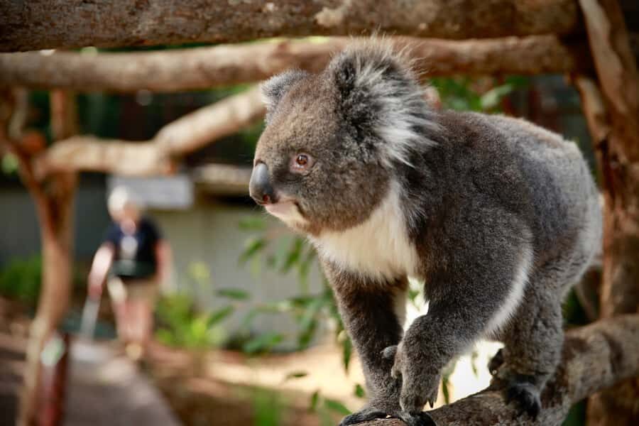 Melbourne Zoo: Australian Wildlife Experience Ticket - Melbourne Zoo: Australian Wildlife Experience Ticket Review