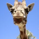 Melbourne Zoo General Entry Ticket - The Overview: What Makes Melbourne Zoo Special?