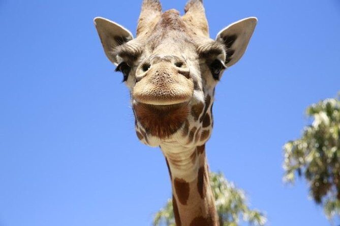 Melbourne Zoo General Entry Ticket - The Overview: What Makes Melbourne Zoo Special?