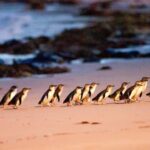 MelbournePhillip Island Tour 1 Day Tour - Transport, Timing, and Group Size