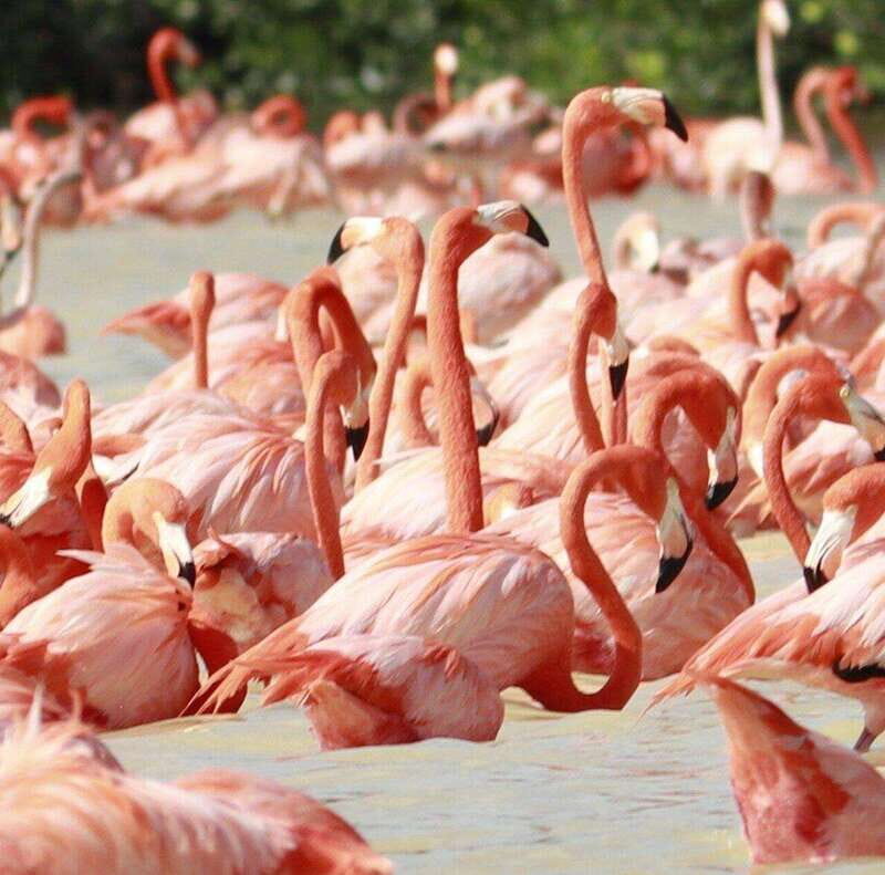 Merida: Celestun Boat Ride Mangrove Experience! Beach Time - A Closer Look at the Celestún Experience