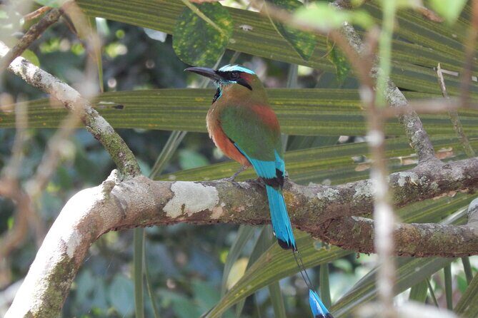 Merida Yucatan Birdwatching Activity - What Makes This Tour Special?