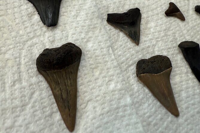 Mermaid Pirate Tours - Final Thoughts