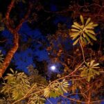 Mexican Moonshine & Flavorful Tacos in the jungle - Mexican Moonshine & Flavorful Tacos in the Jungle: An Authentic Evening in Playa del Carmen