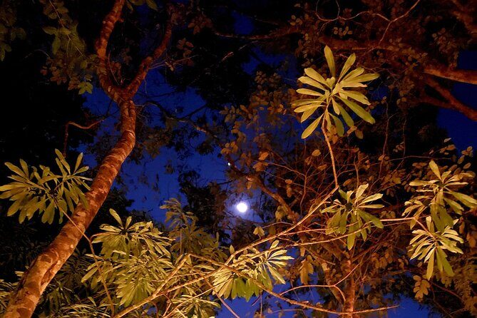 Mexican Moonshine & Flavorful Tacos in the jungle - Mexican Moonshine & Flavorful Tacos in the Jungle: An Authentic Evening in Playa del Carmen