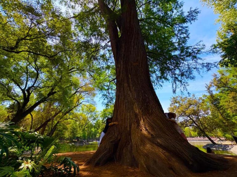 Mexico City: Chapultepec Castle and Forest Guided Tour - Practical Tips for a Smooth Experience