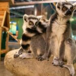 Mexico City: Entry Ticket to Acuario Michin - Practical Details and Tips for Visiting