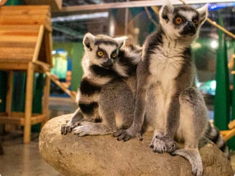 Mexico City: Entry Ticket to Acuario Michin - Practical Details and Tips for Visiting