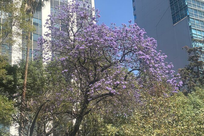 Mexico City Highlights Walking Tour - Practical Aspects of the Tour