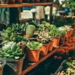 Mexico City: Mezcal Tasting and Market Tour with Lunch - An In-Depth Look at the Tour Experience