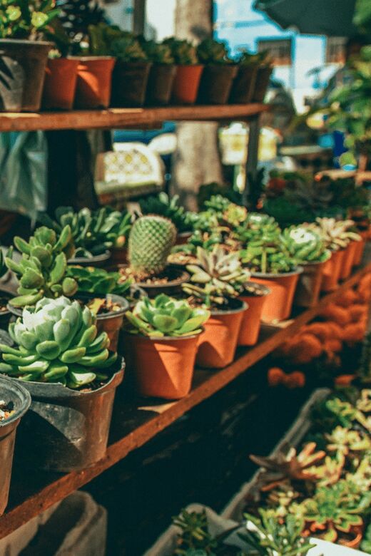 Mexico City: Mezcal Tasting and Market Tour with Lunch - An In-Depth Look at the Tour Experience