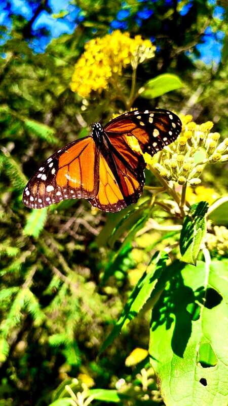 Mexico City: Monarch Butterfly Sanctuary Day Tour - The Practicalities: What to Expect