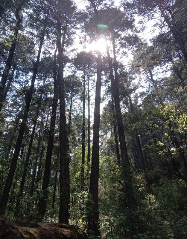 Mexico City: Morning Hiking at Mirador Coconetla - An In-Depth Look at the Experience