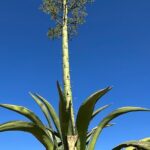 Mezcal Day Experience - Who Should Consider This Tour?