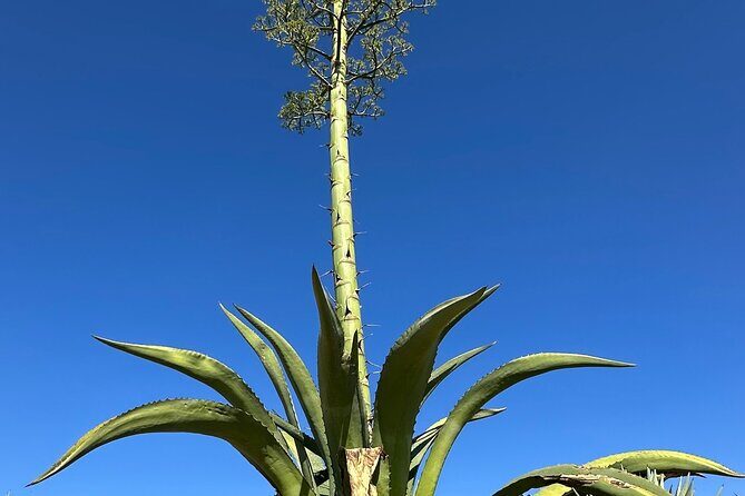 Mezcal Day Experience - Who Should Consider This Tour?