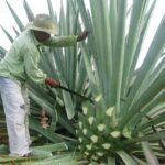 Mezcal Factory Tasting Learning Experience Drink Lunch and More - Who Will Love This Tour?