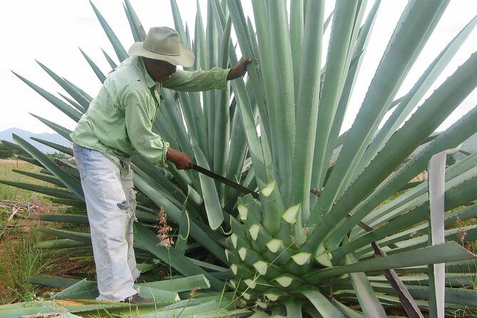 Mezcal Factory Tasting Learning Experience Drink Lunch and More - Who Will Love This Tour?