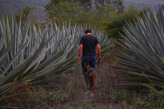 Mezcal Tour Oaxaca - Practical Details: Logistics and Tips