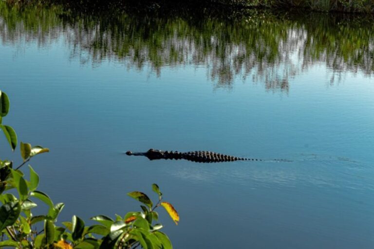 Miami: Alligator Spotting Airboat with Pick-Up/Drop-off - Authentic Wildlife Encounters and Guide Quality