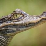 Miami: Everglades Airboat, Gator Experience with Transfer - What You Can Expect from the Tour
