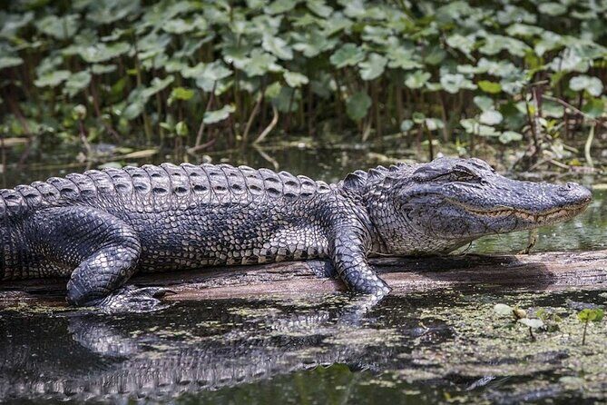 Miami Trilogy: City Tour, Boat Cruise and Everglades Adventure - FAQs