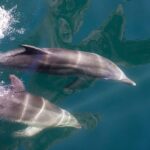 Milford Sound: Discover More on Our Longest Cruise - Who Should Consider This Tour?