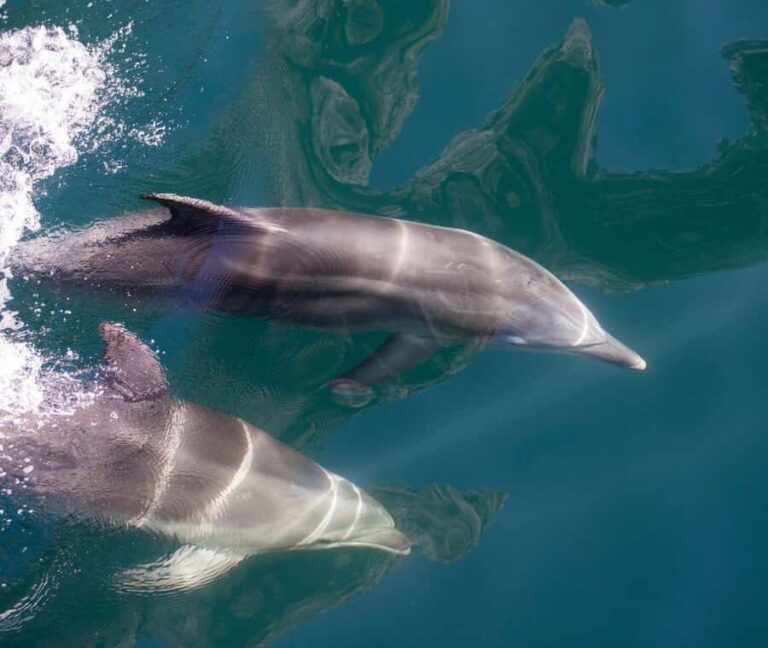 Milford Sound: Discover More on Our Longest Cruise - Who Should Consider This Tour?