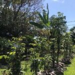 Mirimiri Tours - In-Depth Look at the Itinerary