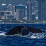 Moanas Waikk Whale Watching Exploration - Analyzing the Value & Practicalities