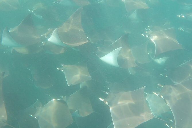 Mobula Ray Snorkeling - The Experience: What Makes It Special?