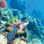 Molokini & Turtle Adventure: Small Group from Ma'alaea Harbor - Frequently Asked Questions