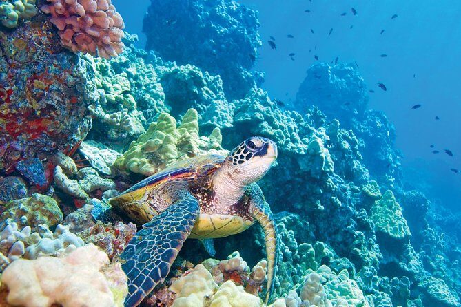 Molokini & Turtle Adventure: Small Group from Ma'alaea Harbor - Frequently Asked Questions