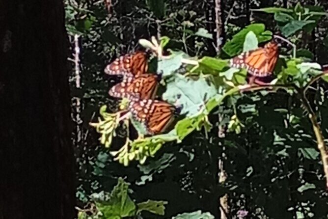 Monarch Butterflies El Rosario Preserve from Mexico City - The Details of the Tour Experience