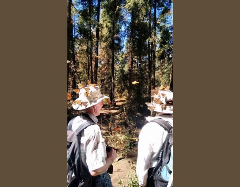 Monarch Butterfly - FAQs about the Monarch Butterfly Tour